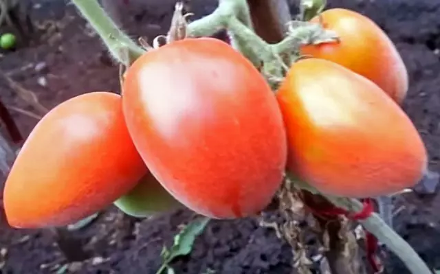 Lanugaj varioj de tomatoj por forcejoj kaj malferma grundo