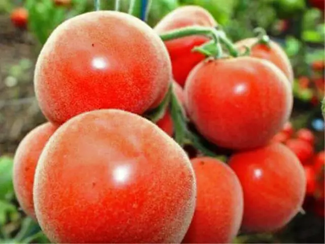 Flauschige Sorten von Tomaten für Gewächshäuser und offener Boden