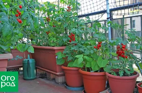 Waarom tomaten in de herfst schijnen 4726_2