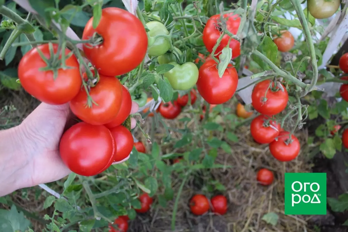 Tomato sy Rumba Ozharskaya