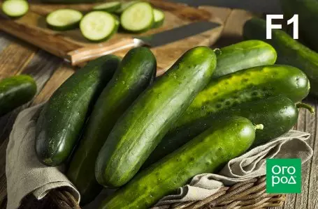 Top 9 Hybrids Cucumbers untuk berkembang di Teplice 4737_1