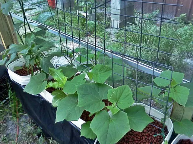 Mga pipino sa hydroponics.