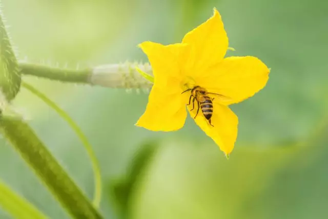 Bumblebee dans une fleur de concombre