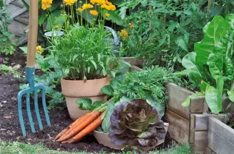Plantações de vedação de legumes na estufa e no jardim: esquemas e segredos 4745_3