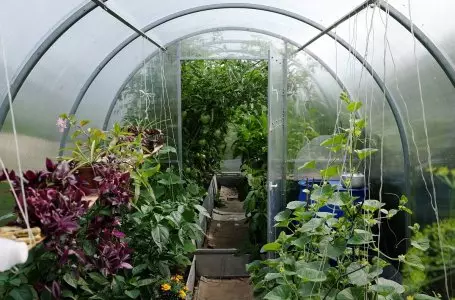 Plantações de vedação de legumes na estufa e no jardim: esquemas e segredos 4745_8