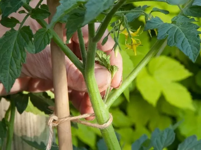 Pasando de tomates.