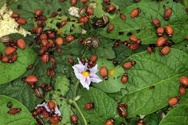 Colorado Beetles en patacas