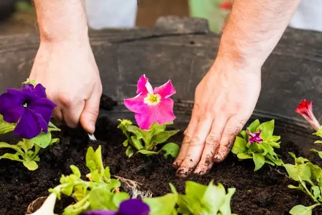 Sämling Petunia Mondkalender