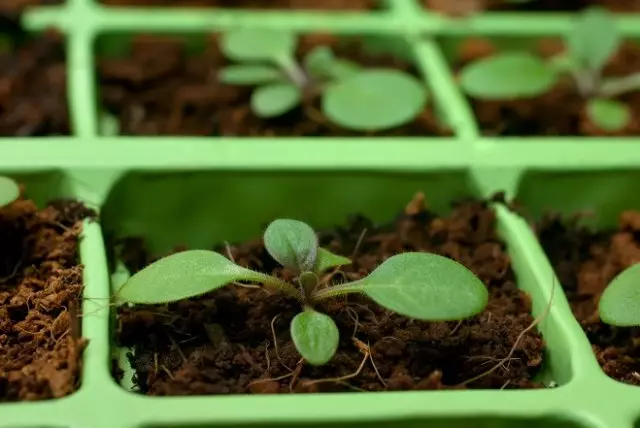 Seedling Petunio luna kalendaro