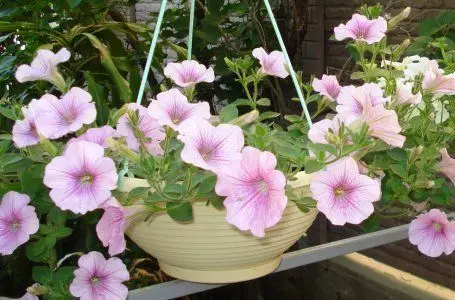 Wachsende Sämlinge Petunia 2019: Lunar-Arbeitskalender 4756_6