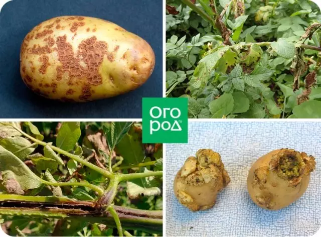 Kako osvojiti usev krompir iz Colorado Beetlea i WireCover? 4760_1