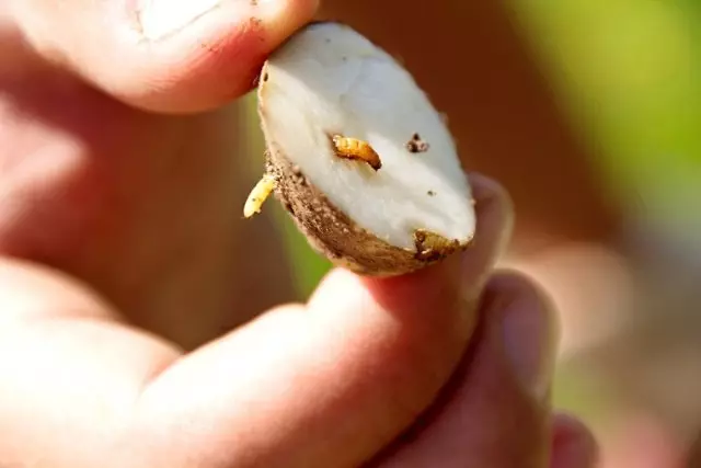 Com guanyar el cultiu de patates des del Colorado Beetle i Wirecover? 4760_5
