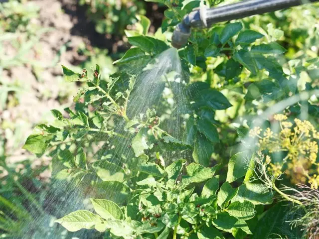 Kako osvojiti usev krompir iz Colorado Beetlea i WireCover? 4760_7