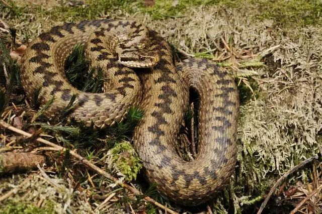 ವೈಪರ್