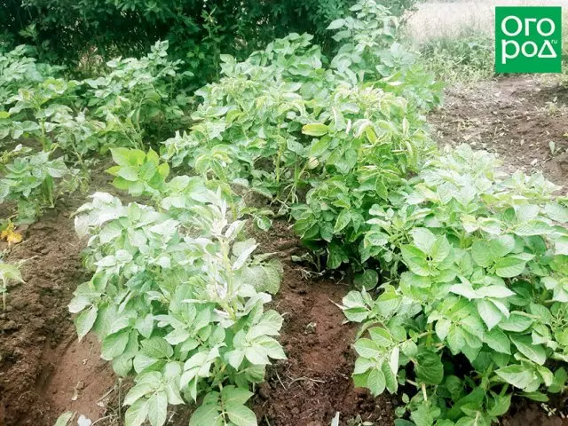 Criação de batatas