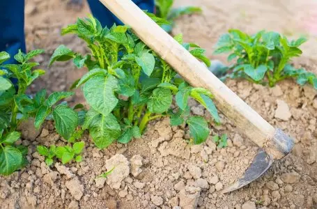 Cuidados de verão para batatas - classe mestre passo a passo com fotos 4769_7