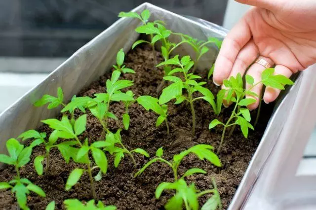 درجہ حرارت کے قطرے - seedlings کے لئے کشیدگی