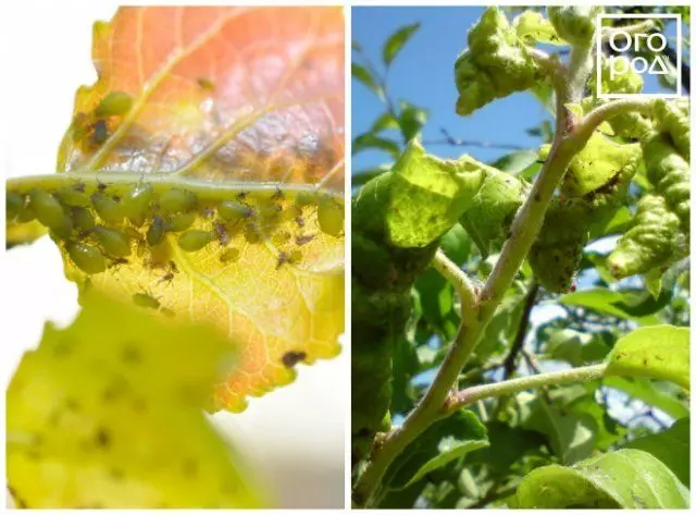 Tll em árvores frutíferas