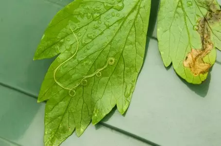 Top 8 sa labing kuyaw nga mga peste sa radish 4796_19