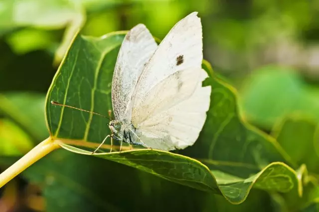 Ang butterfly sa Cabbage