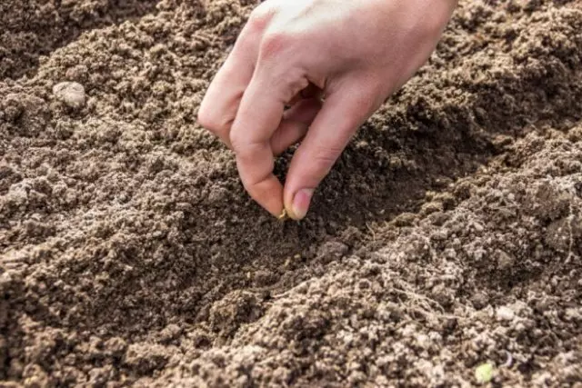 Rosnące marchewki na glebach piaszczystych