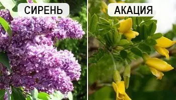 Lilac ба acacia