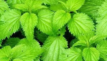 Nettle