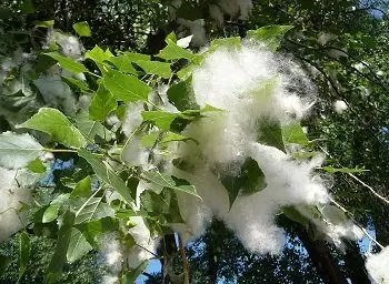 Poplar Fluff