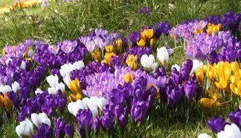 Crocuses