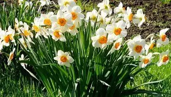 Daffods.