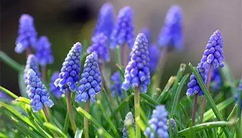 Muscari.