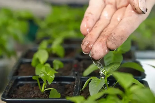 Watering Seedlings