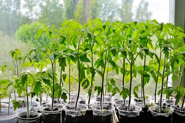 Massed seedlings