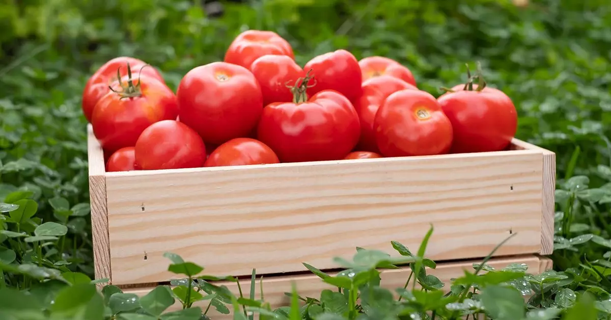 اسٹوریج ٹماٹر - سب سے زیادہ مشہور اقسام اور ہائبرڈ میں سے 7