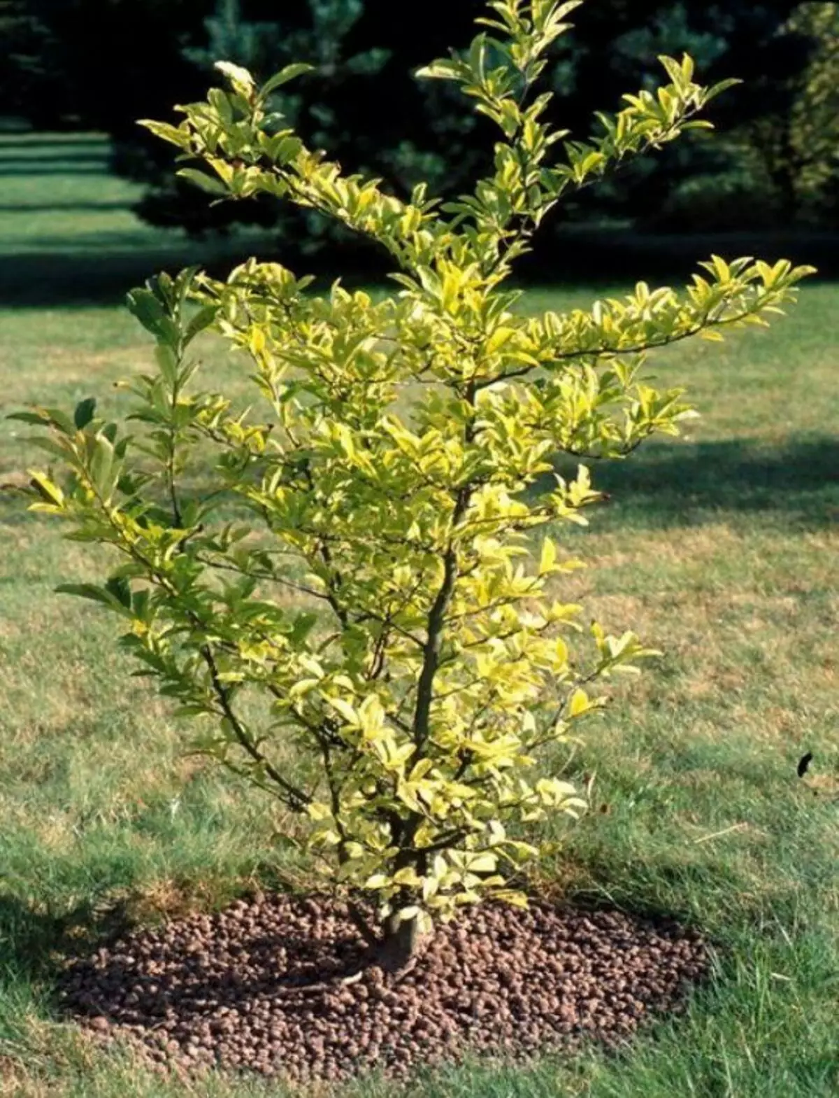 Aplicación de arrugas en la jardinería.