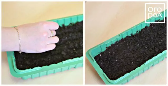 Cabbage Seedlings