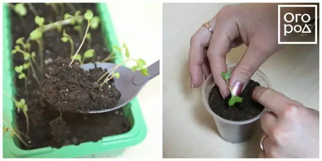 Cabbage Seedlings