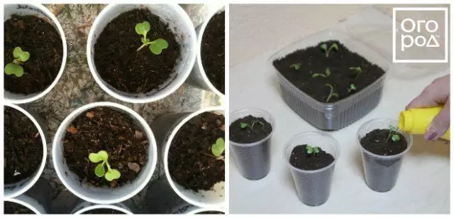 Cabbage Seedlings