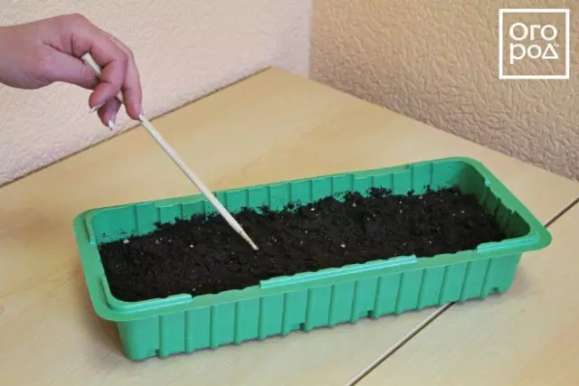 Cabbage Seedlings