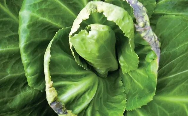 Cabbage leaves blue and blush