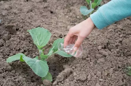 Why do the cabbage leaves dry, wither and change the color? 4821_18