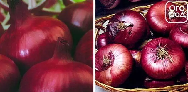 Onion Red Braunschweigsky