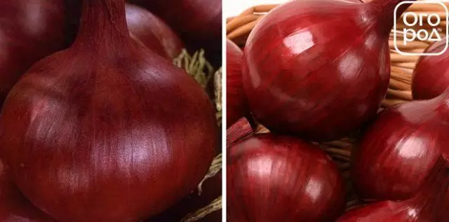 Onion e ntšo