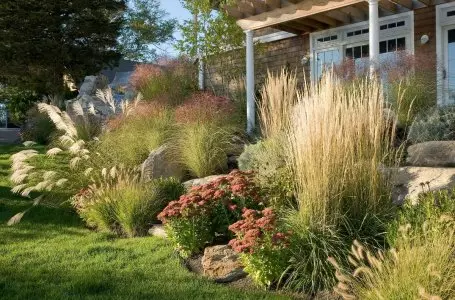 Multicolored decorative cereals - 5 species with varieties for a spectacular garden 4832_3