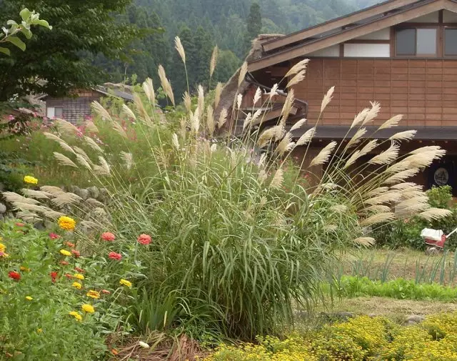 Céréales décoratives multicolores meilleures notes