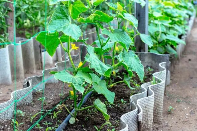 Cucumber bed na may slate fence.