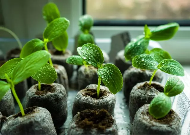 Mga seedlings sa peat tablets.