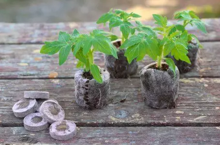 Mga di-pangkaraniwang paraan ng lumalaking cucumber mula sa aming mga mambabasa 4855_6