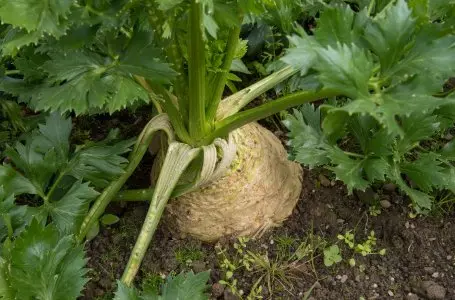 Miks Ebaõnnestus Root seller: 7 saladusi rikkalik saagi 4858_16