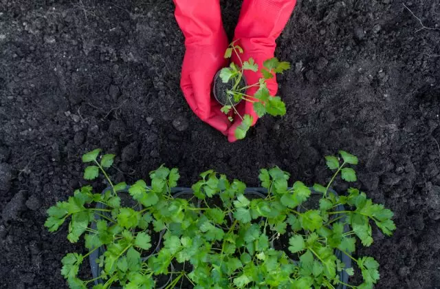 Root seller kasvav ja hooldus